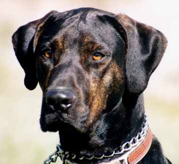 Merle-Gen | EALC – European Association of Louisiana Catahoulas